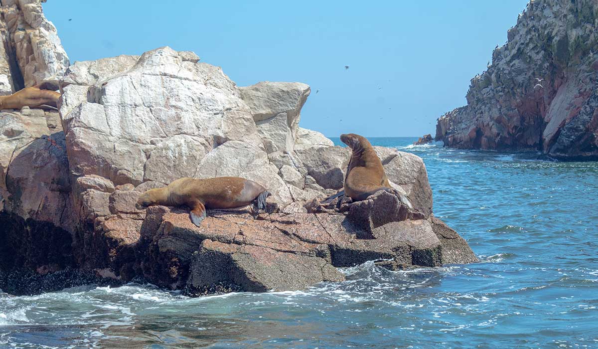 Paracas & Huacachina Oasis Adventure – Tour from Lima - Sungate Peru ...